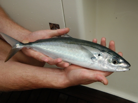 Koheru. - The Fishing Website : Discussion Forums - Page 1