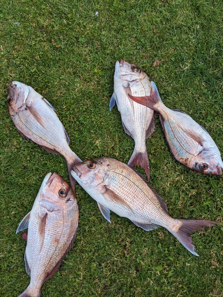 BOP Yakmen - The Fishing Website : Discussion Forums - Page 1025