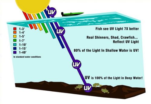 UV a factor in soft bait colours? - The Fishing Website : Discussion Forums