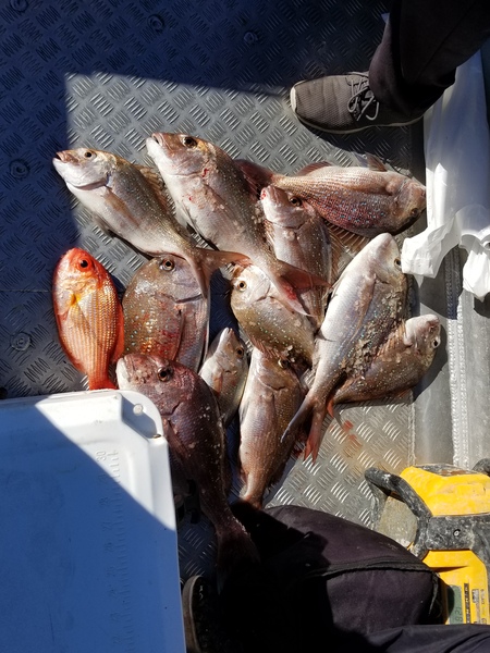 tauranga fishing - The Fishing Website : Discussion Forums - Page 368