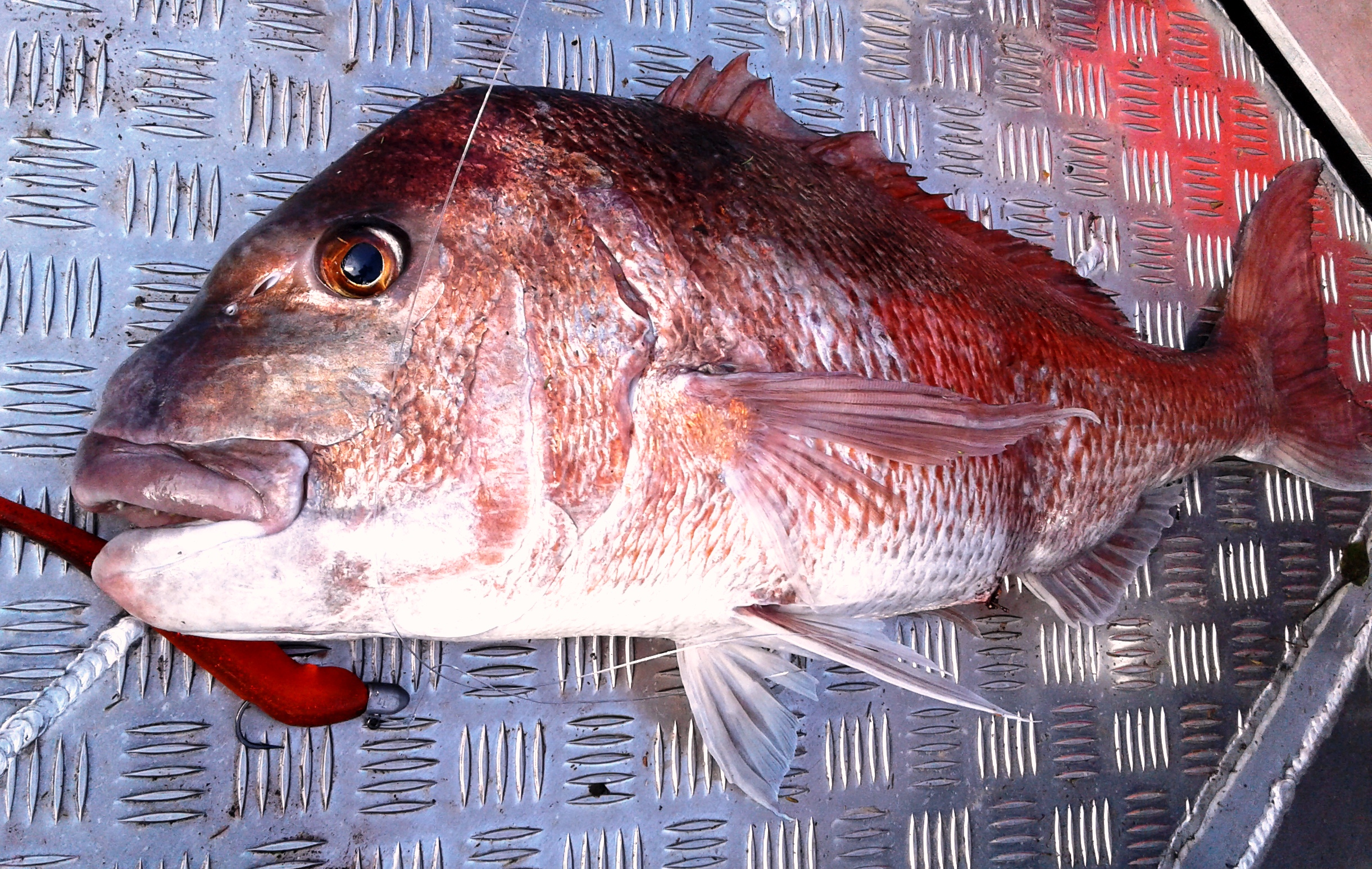 Big reds, giant trev - Far North softbait heaven - The Fishing Website ...