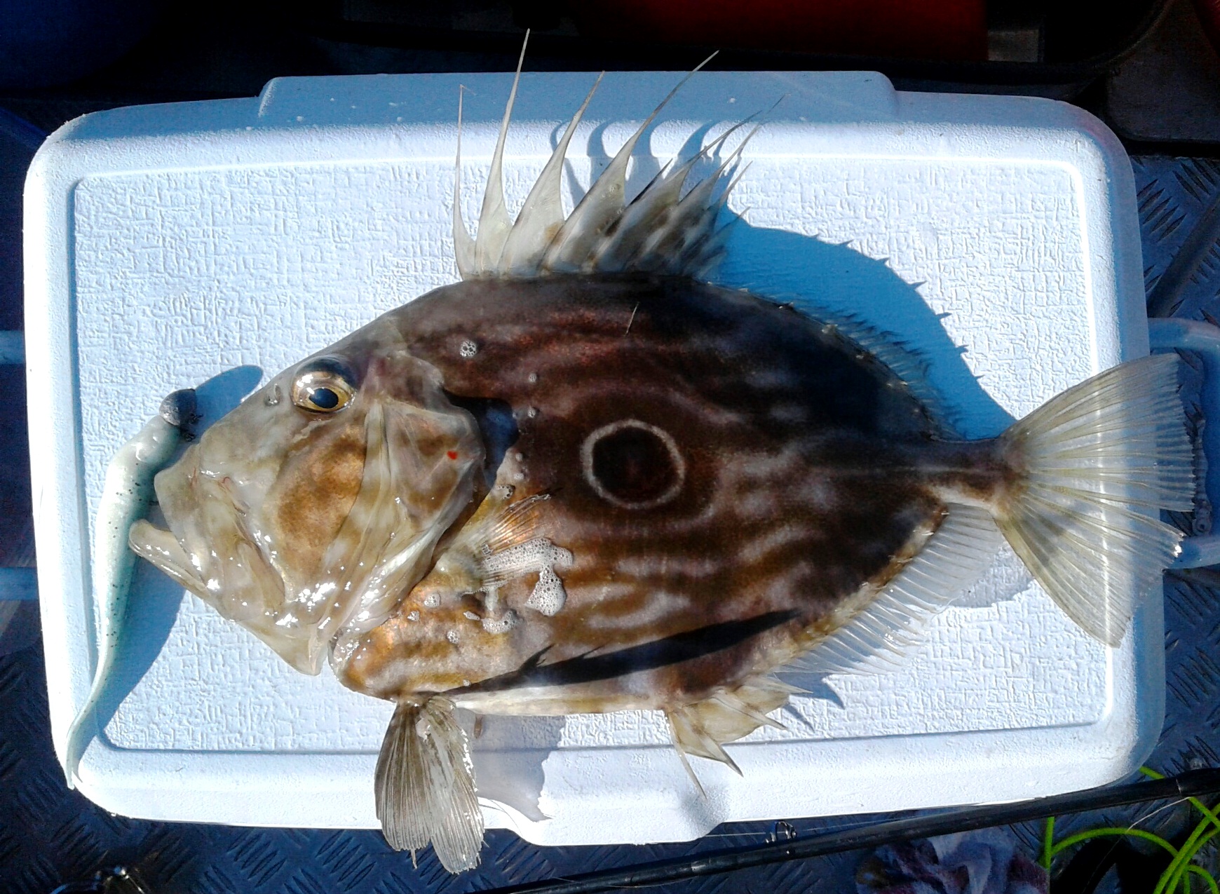 Big reds, giant trev - Far North softbait heaven - The Fishing Website ...