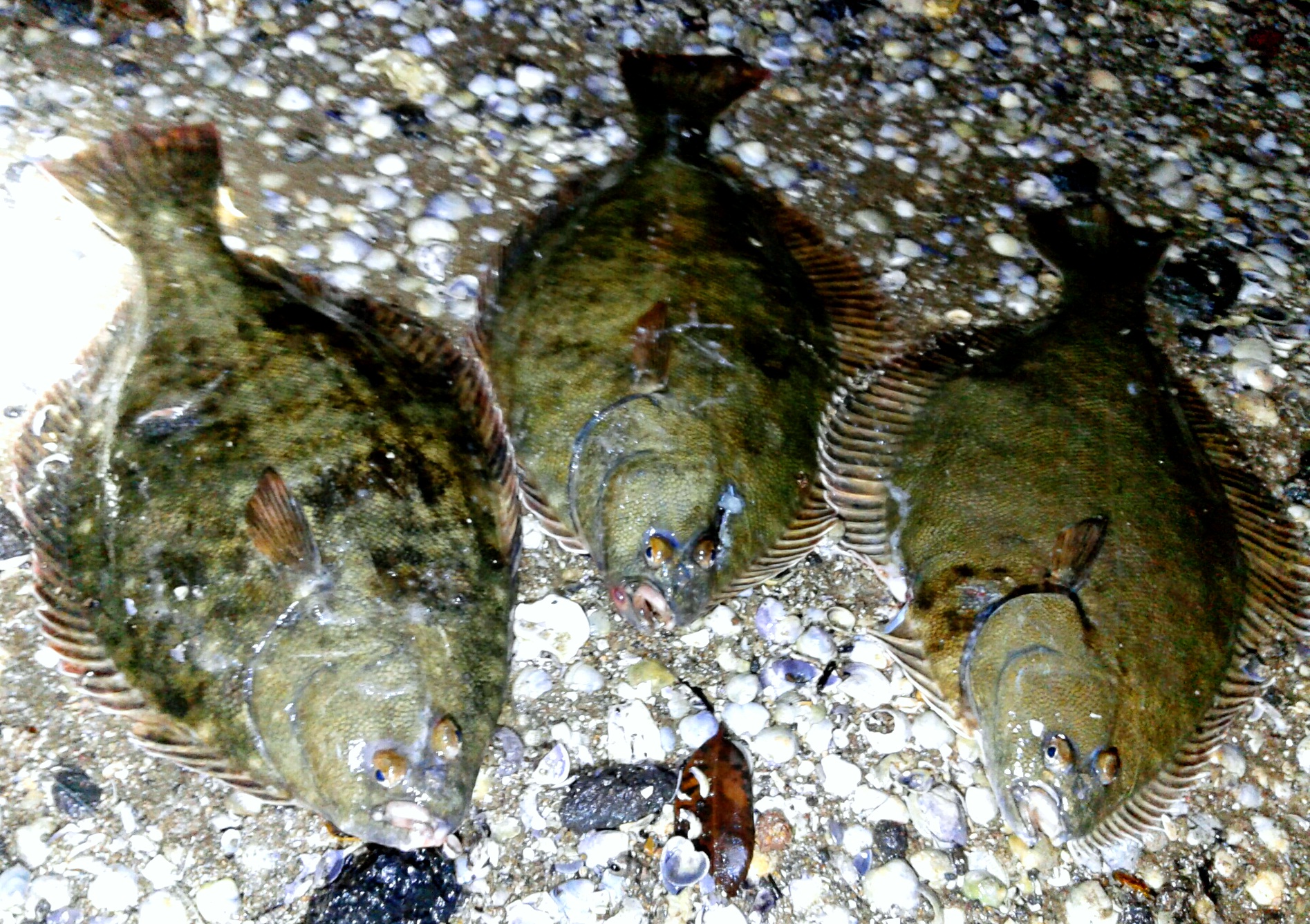 Flounder time - The Fishing Website : Discussion Forums - Page 1