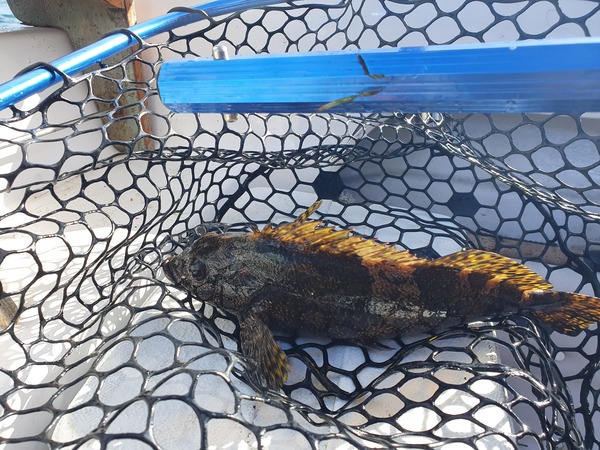 ID your fish here - The Fishing Website : Discussion Forums - Page 17