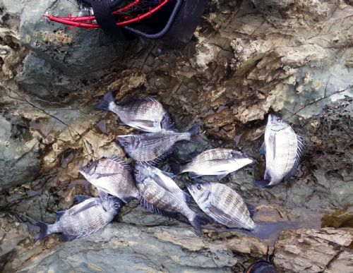 Have you ever tried ISO float fishing? - The Fishing Website ...