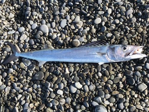 Surfcasting - Gemfish - The Fishing Website : Discussion Forums