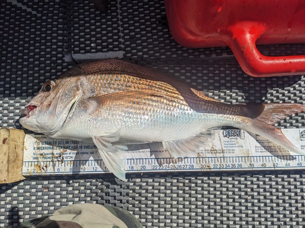 Manukau Harbour & West Coast fishing - The Fishing Website : Discussion ...