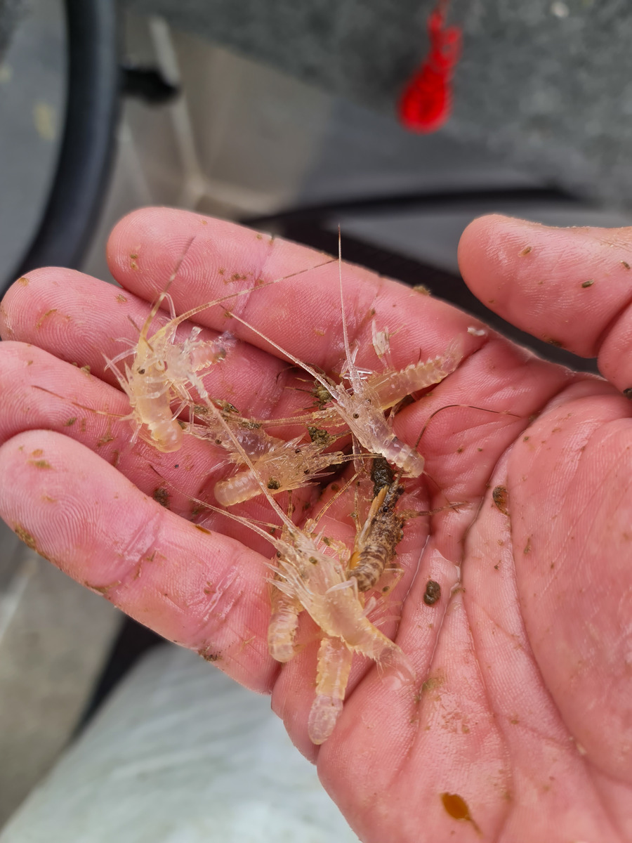 Crayfish Eggs Hatching