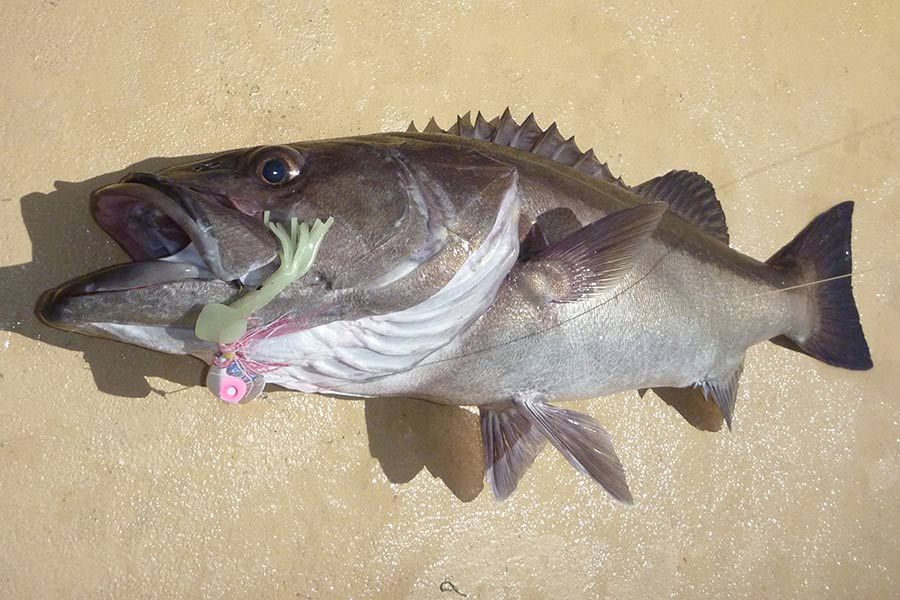 Deep-Water Jigging and Lure Fishing - The Fishing Website