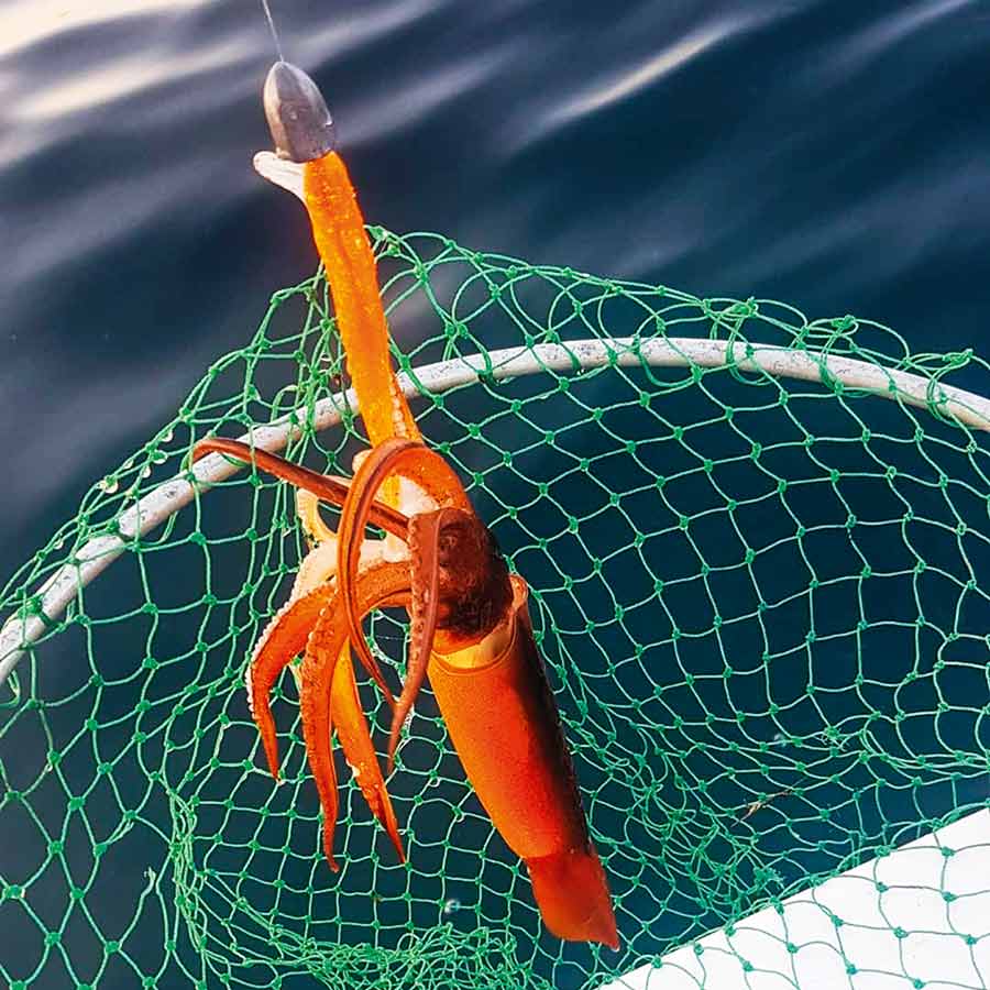 More Options for Fishing in Spring - The Fishing Website