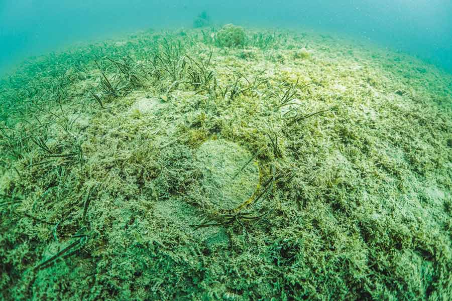 Diving for Scallops - The Fishing Website