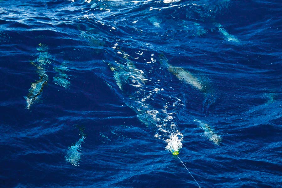 Kingfish - How Smart Are They - The Fishing Website