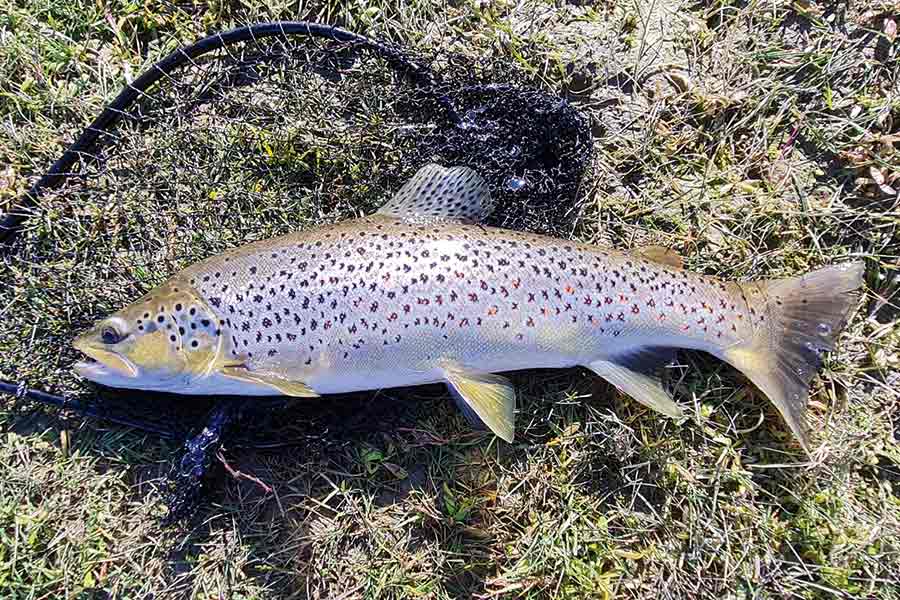 Fishing Swamps for Brown Trout - The Fishing Website