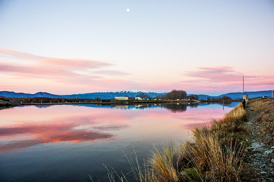 Trout Fishing in The Mackenzie Country Canals - The Fishing Website