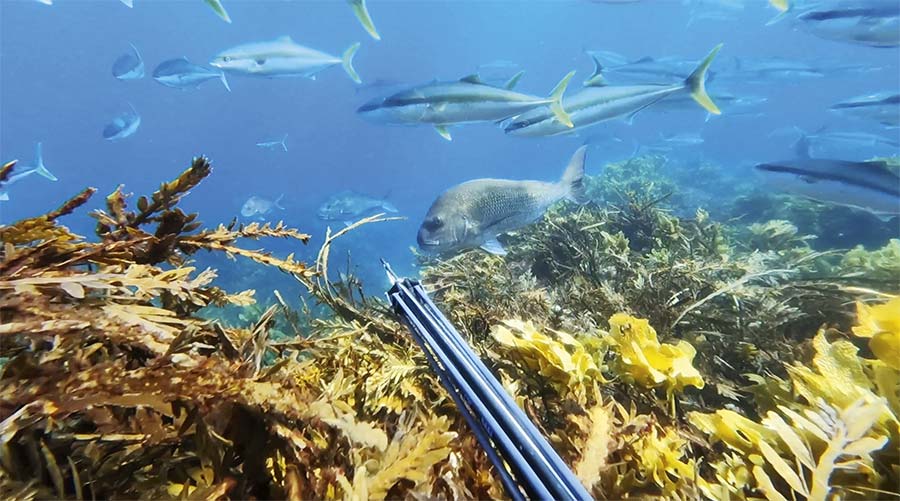 Northland Spearfishing Epic - The Fishing Website