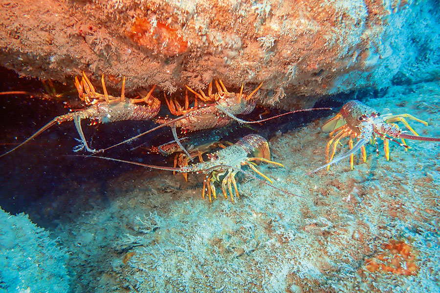 Hawke's Bay Artificial Reefs - The Fishing Website