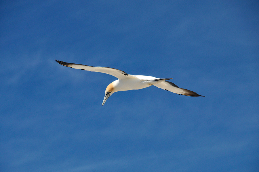 Gannets and Finding Fish - The Fishing Website