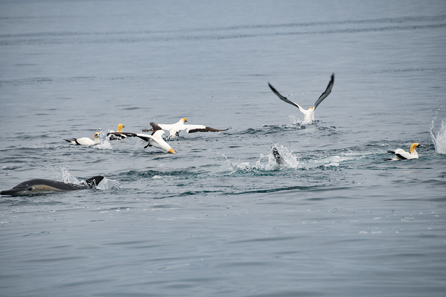 Gannets and Finding Fish - The Fishing Website