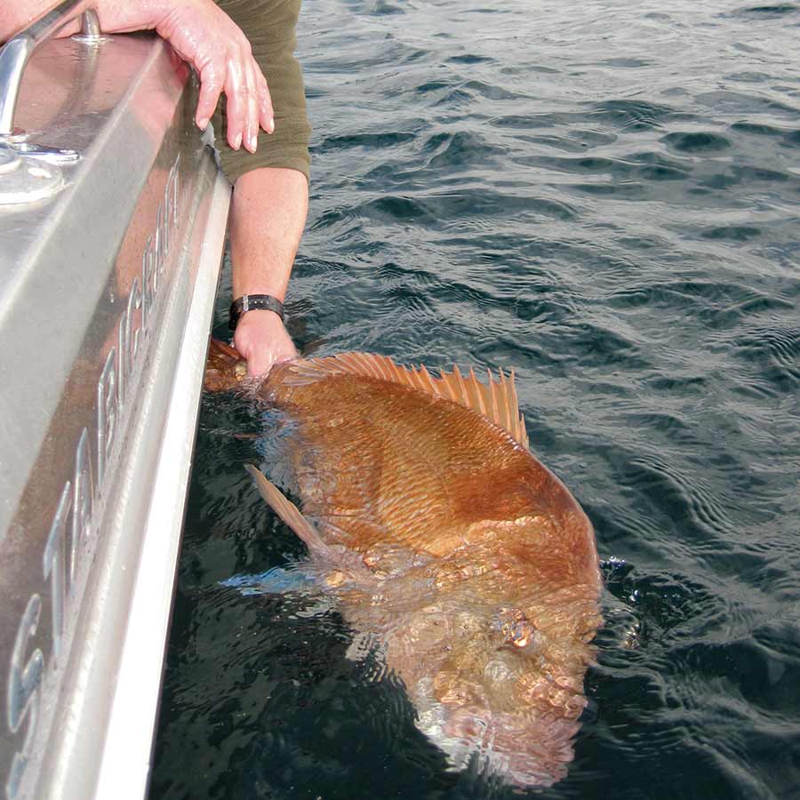 Handling and Releasing your Catch - The Fishing Website