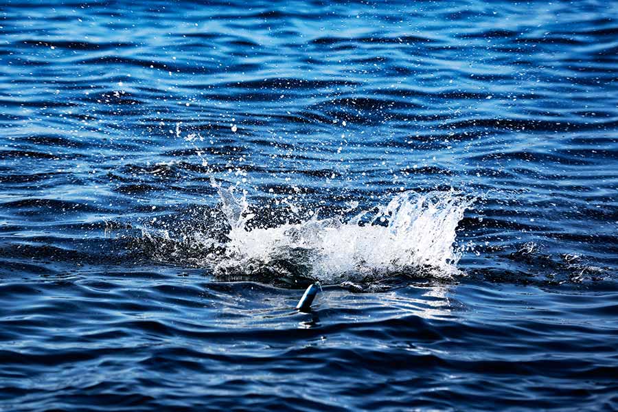 Light Tackle Topwater Techniques - The Fishing Website