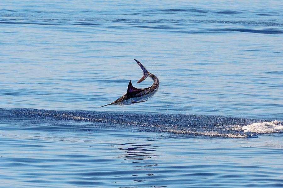 Planning a Gamefishing Trip - The Fishing Website