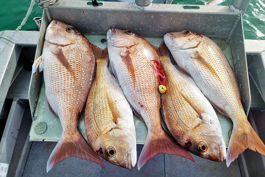 Shallow Water Lures for Snapper - The Fishing Website