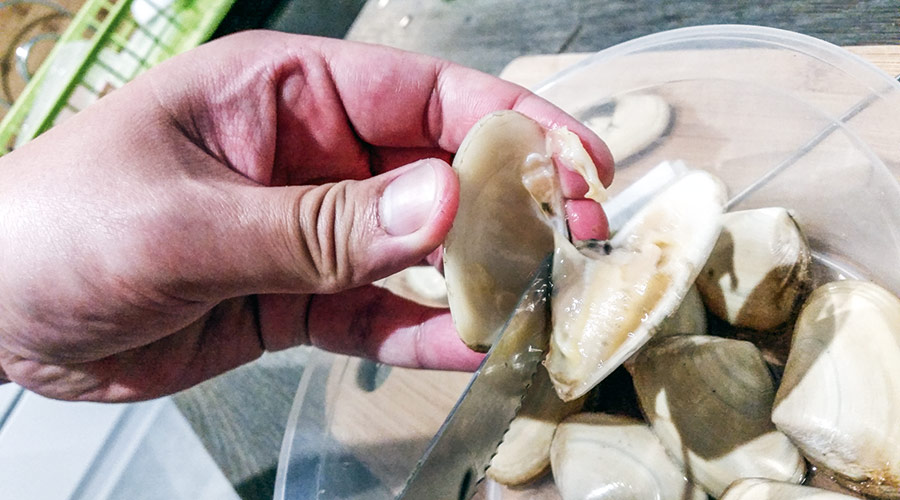 Using Shellfish for Surfcasting - The Fishing Website