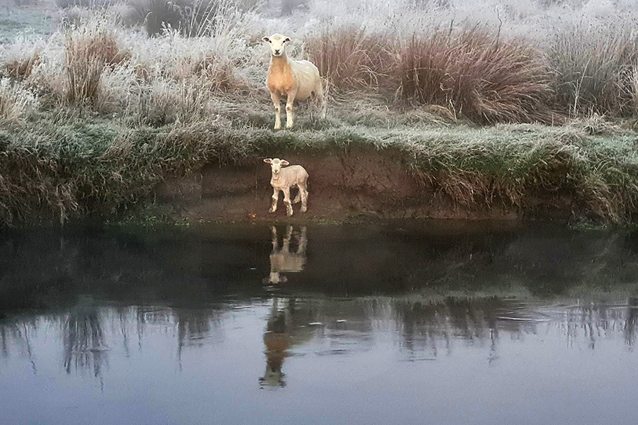 Spin Fishing for Trout in Southern New Zealand - The Fishing Website