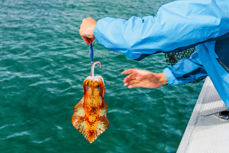 Squid Fishing for Beginners - Part 2 - The Fishing Website