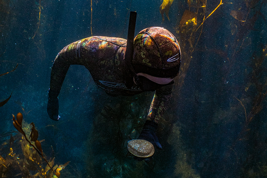 Fishing and Diving in Stewart Island - The Fishing Website