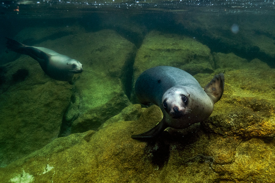 Fishing and Diving in Stewart Island - The Fishing Website