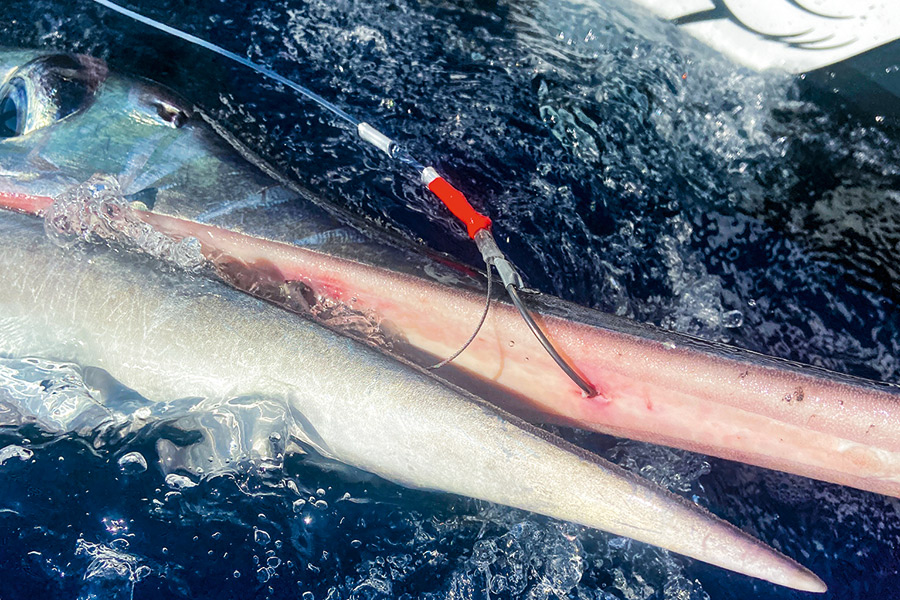 Catching Striped Marlin on Lures - Part 1 - The Fishing Website