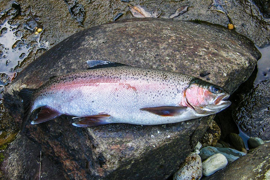 Trout Fishing and Hunting - Whanganui Headwaters - The Fishing Website