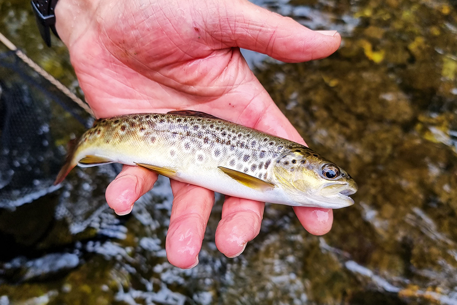 World Fly Fishing Champs In Spain - The Fishing Website