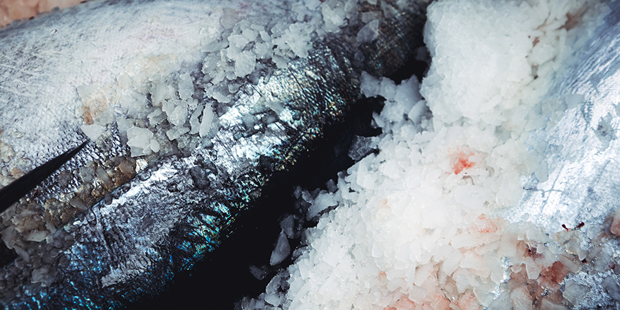 Catching Southern Bluefin Tuna - The Fishing Website