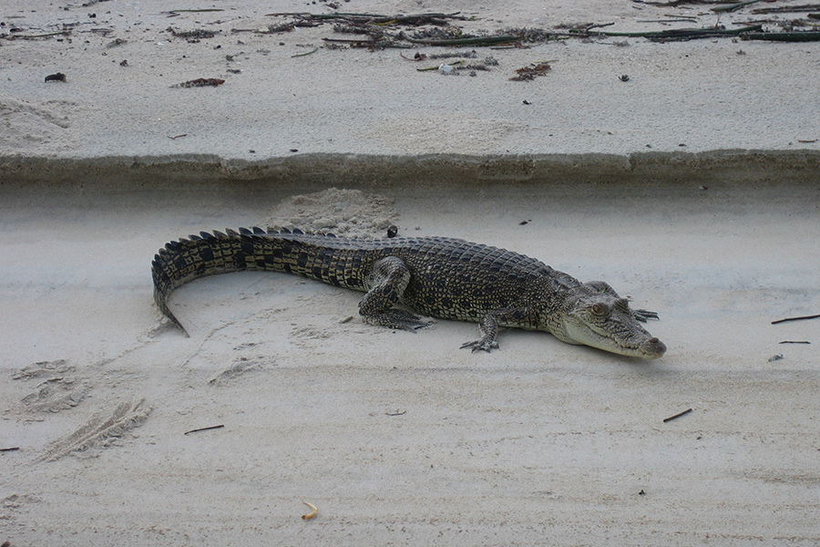 Fishing with Crocs - The Fishing Website