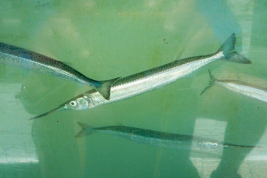 Catch Your Own Baitfish - The Fishing Website