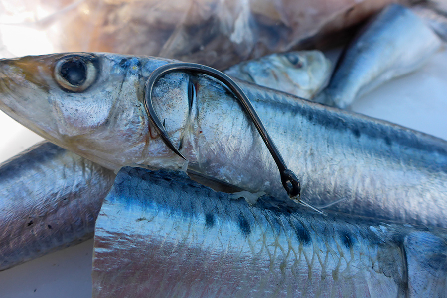 Catch Your Own Baitfish - The Fishing Website