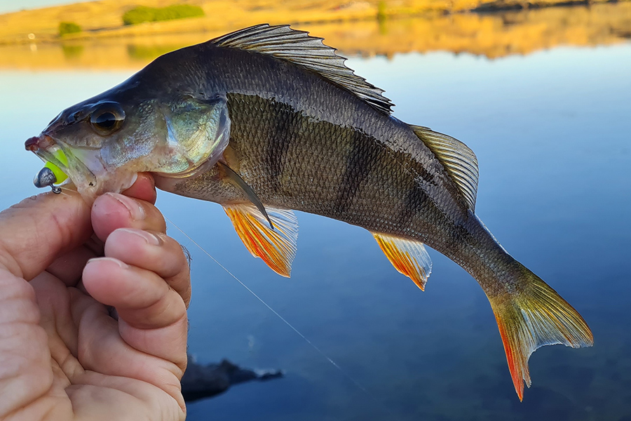 Family Freshwater Fishing - The Fishing Website