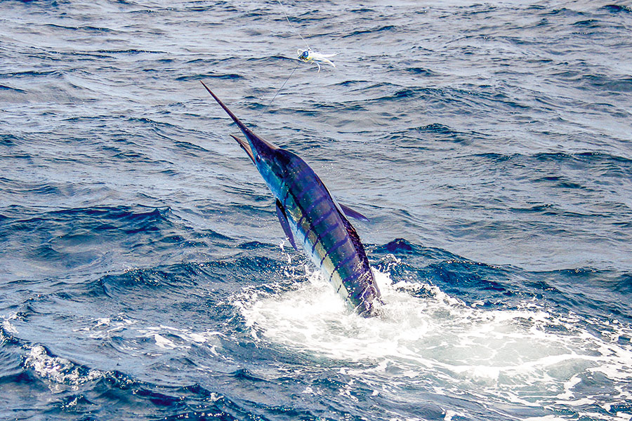 Catching Striped Marlin on Lures - Part 2 - The Fishing Website