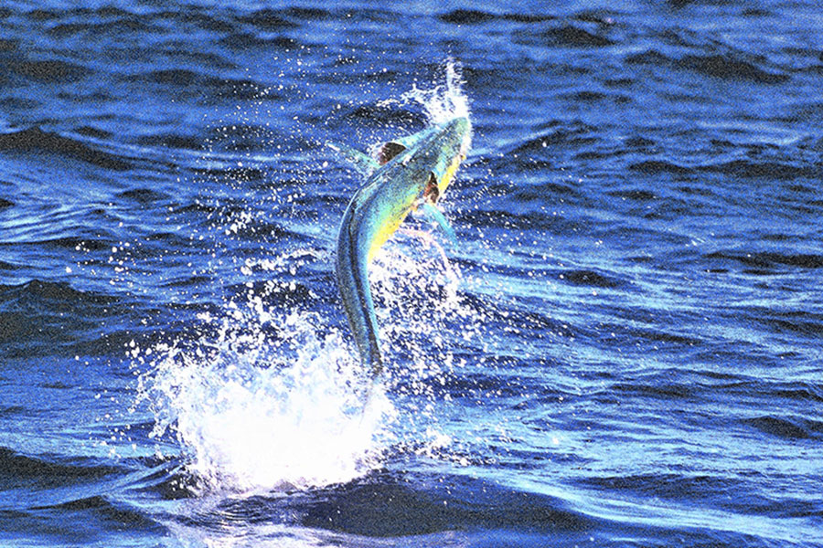 Why Do Fish Jump? - The Fishing Website