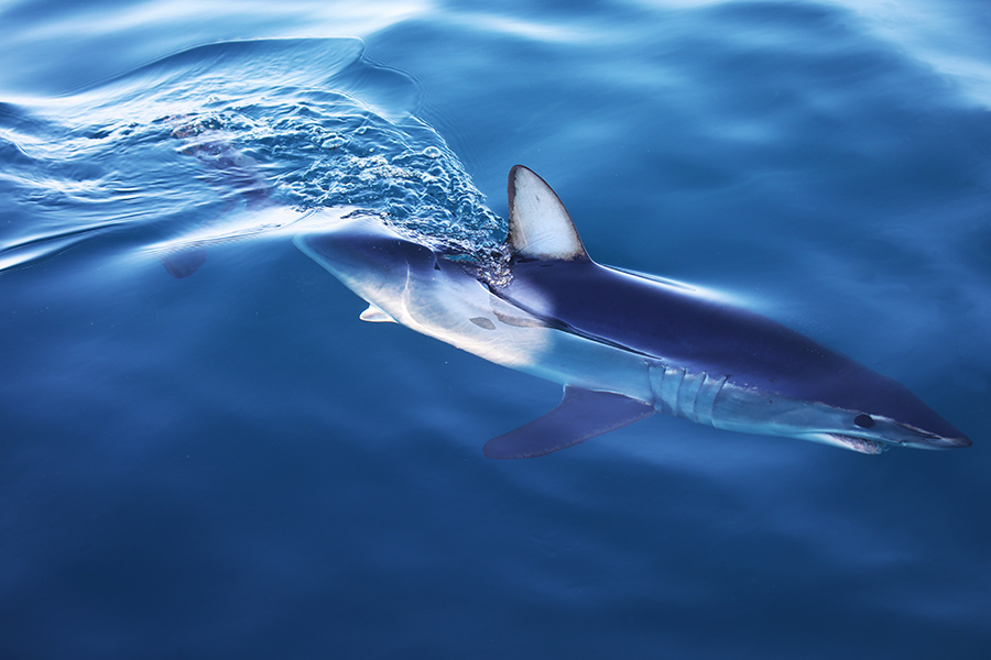 Why Do Fish Jump? - The Fishing Website