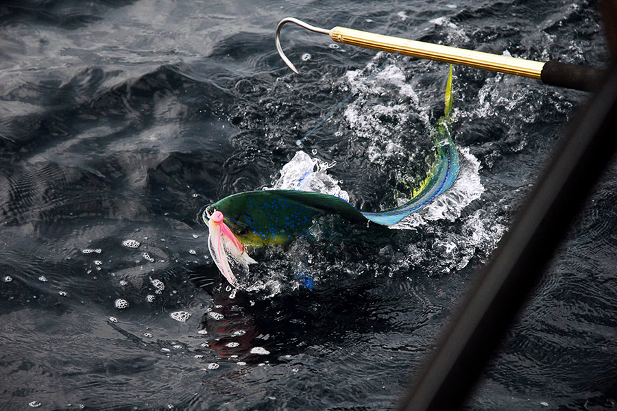 Why Do Fish Jump? - The Fishing Website