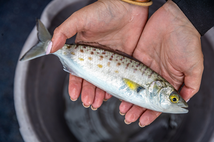 Kingfish in the Manukau Harbour - The Fishing Website
