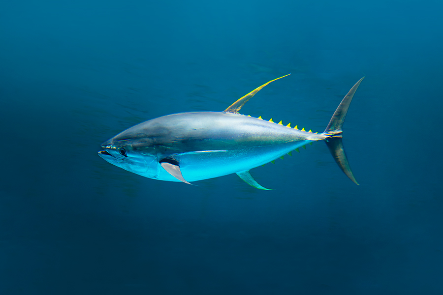 Pacific Fish Species (Part Two) - The Fishing Website