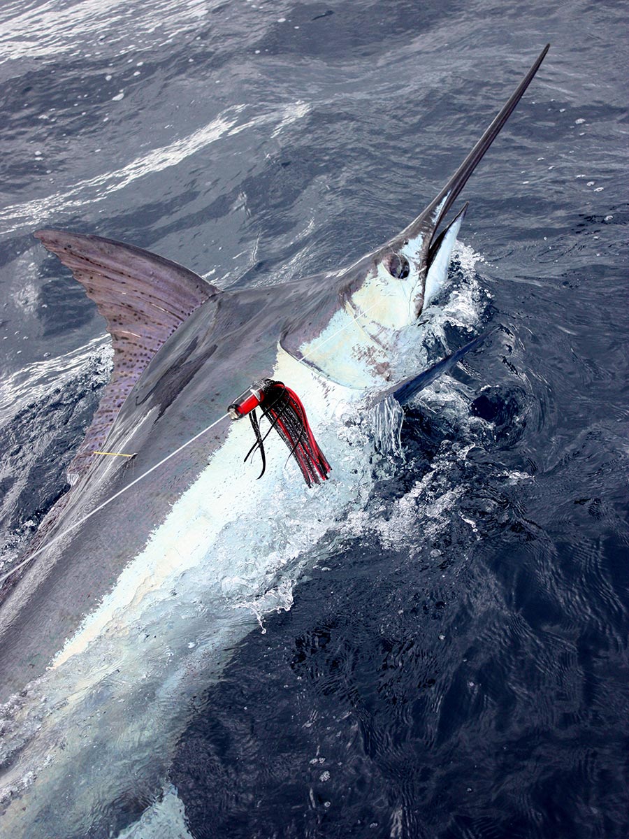 Pacific Fish Species (Part Two) - The Fishing Website