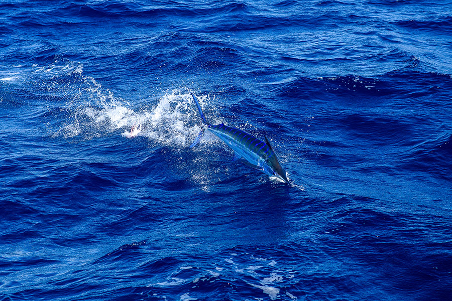 Legacy Marine L70 Gamefishing - The Fishing Website