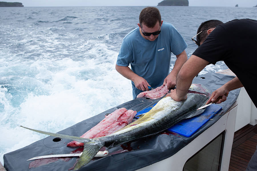 Legacy Marine L70 Gamefishing - The Fishing Website