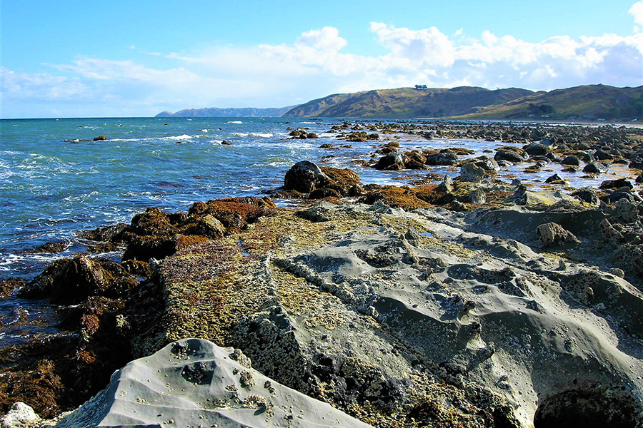 Paua - New Zealand's Most Iconic Shellfish - The Fishing Website