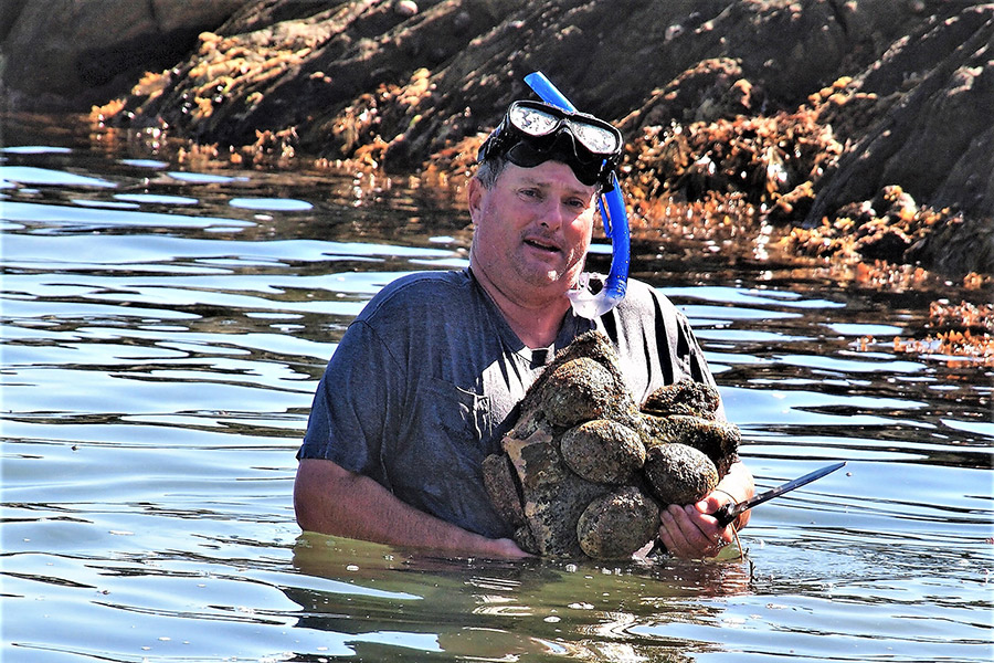 Paua - New Zealand's Most Iconic Shellfish - The Fishing Website